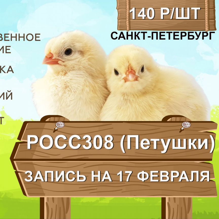 Цыплята бройлеры суточные доставка