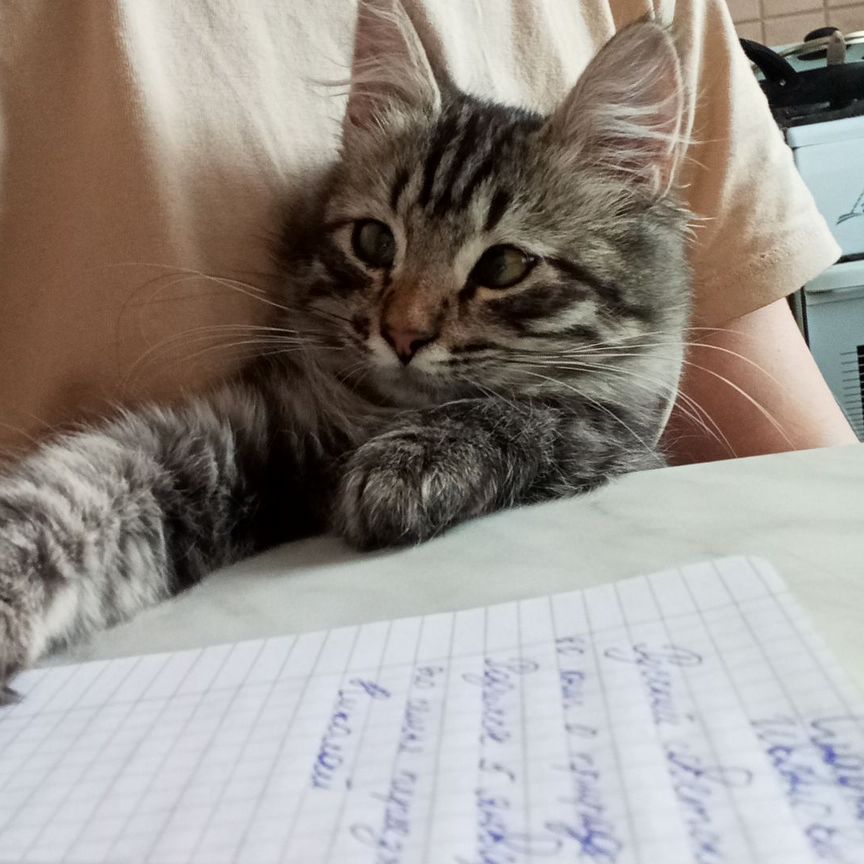 Кошечка 4 месяца