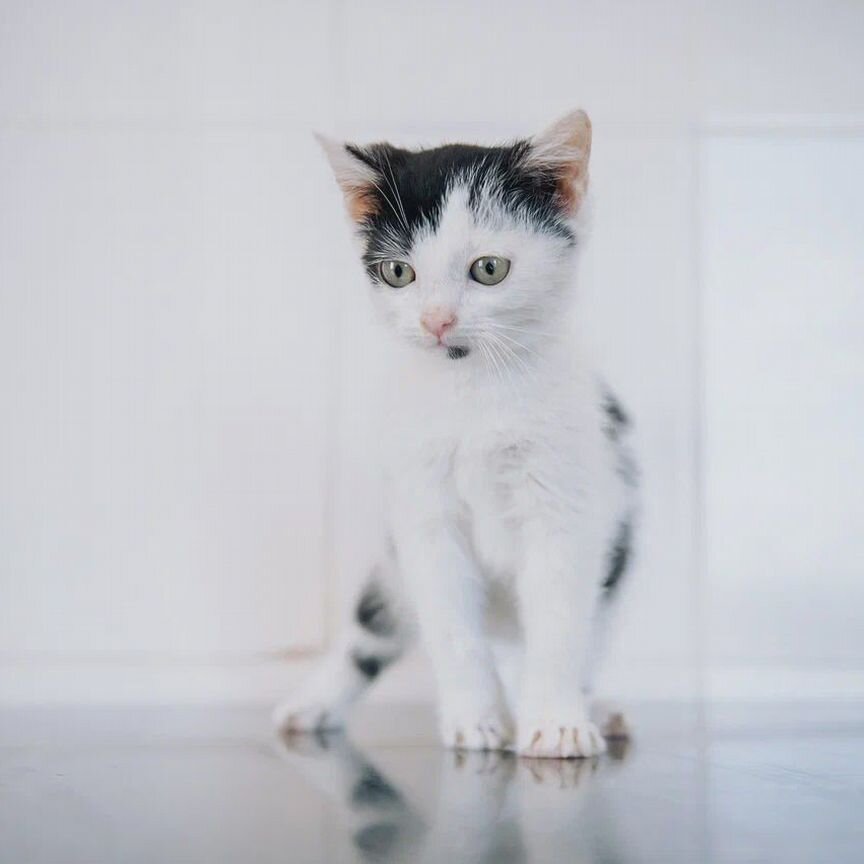 Котенок Булочка ищет дом
