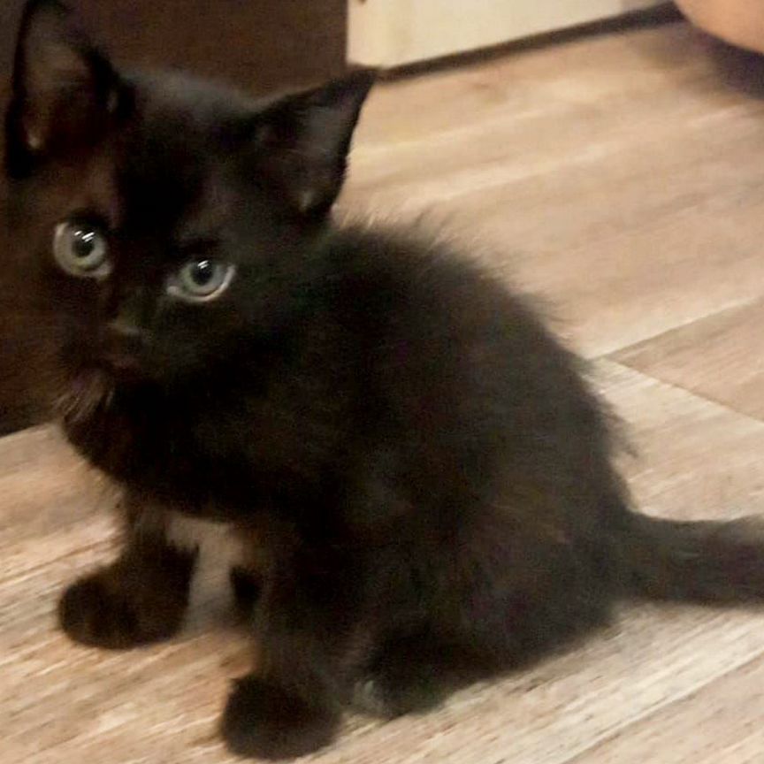Невероятно ласковый котёнок мальчик ищет дом