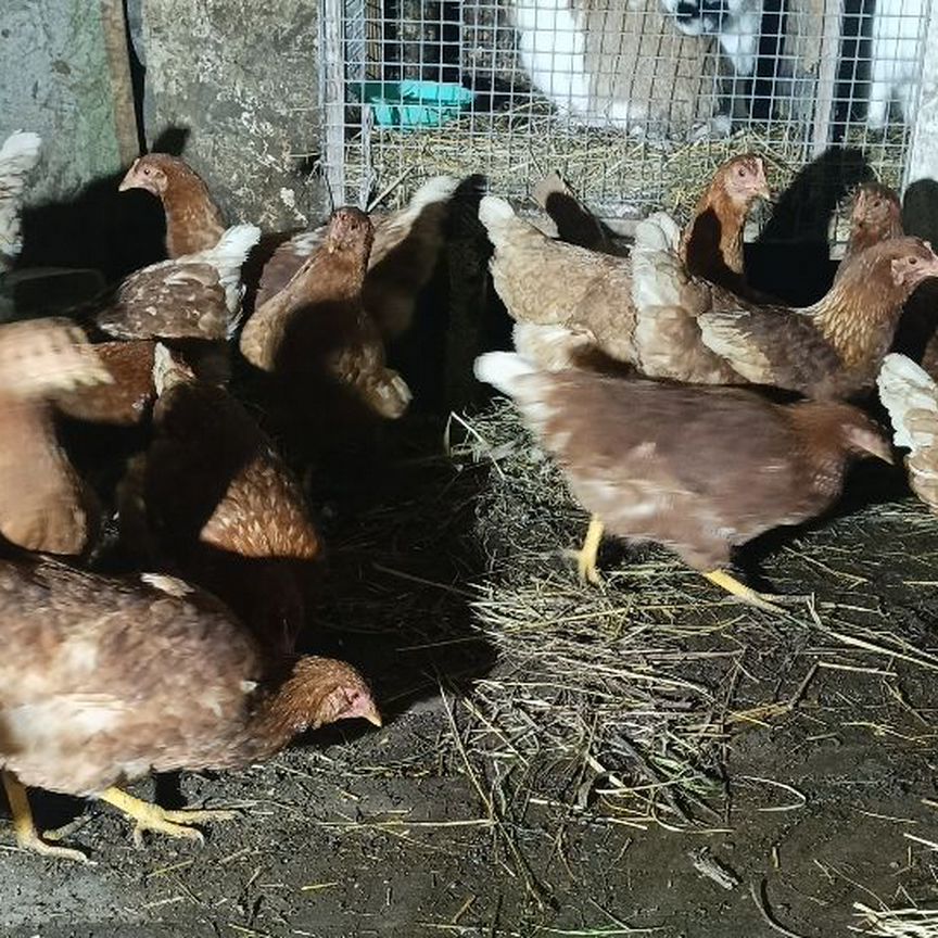 Курицы несушки 4.5 месяцев