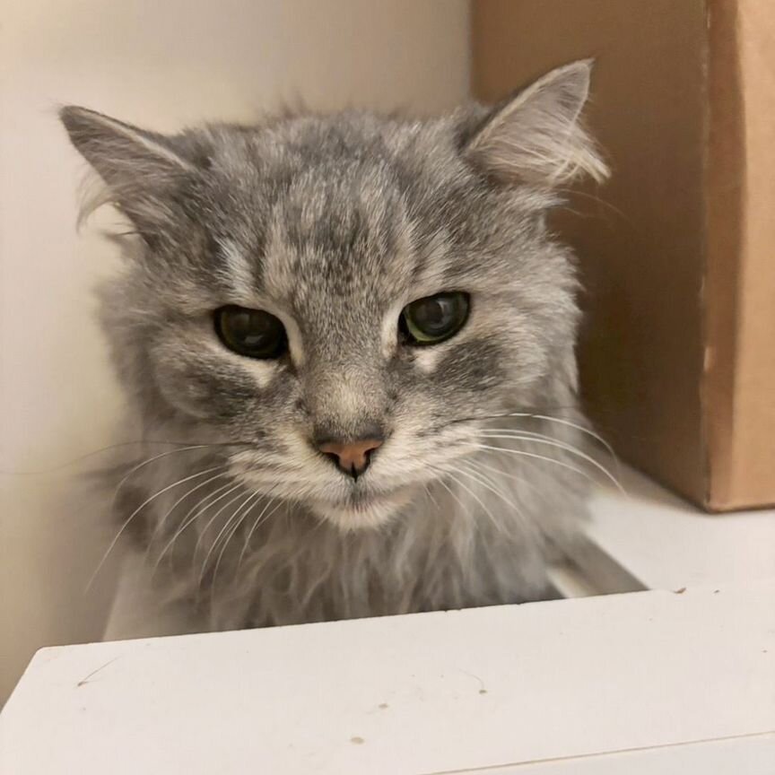 В добрые руки фенотип мейн-куна