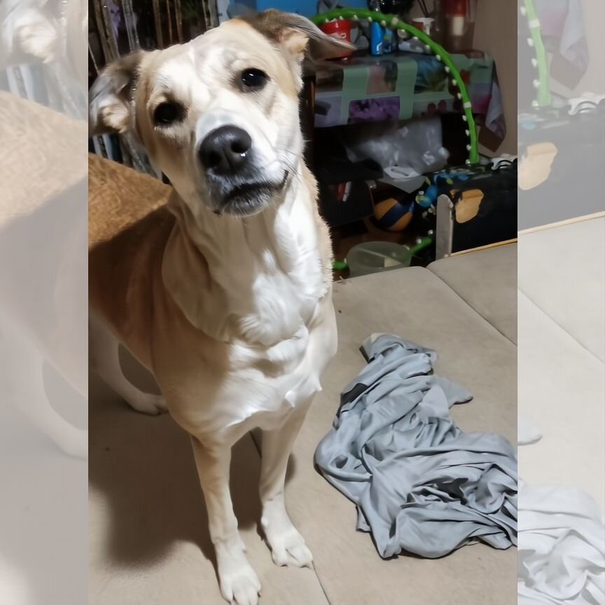 Взрослая собака в добрые руки