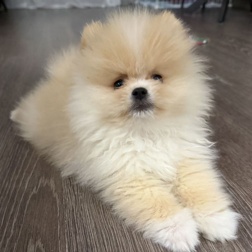 Померанский шпиц, щенок