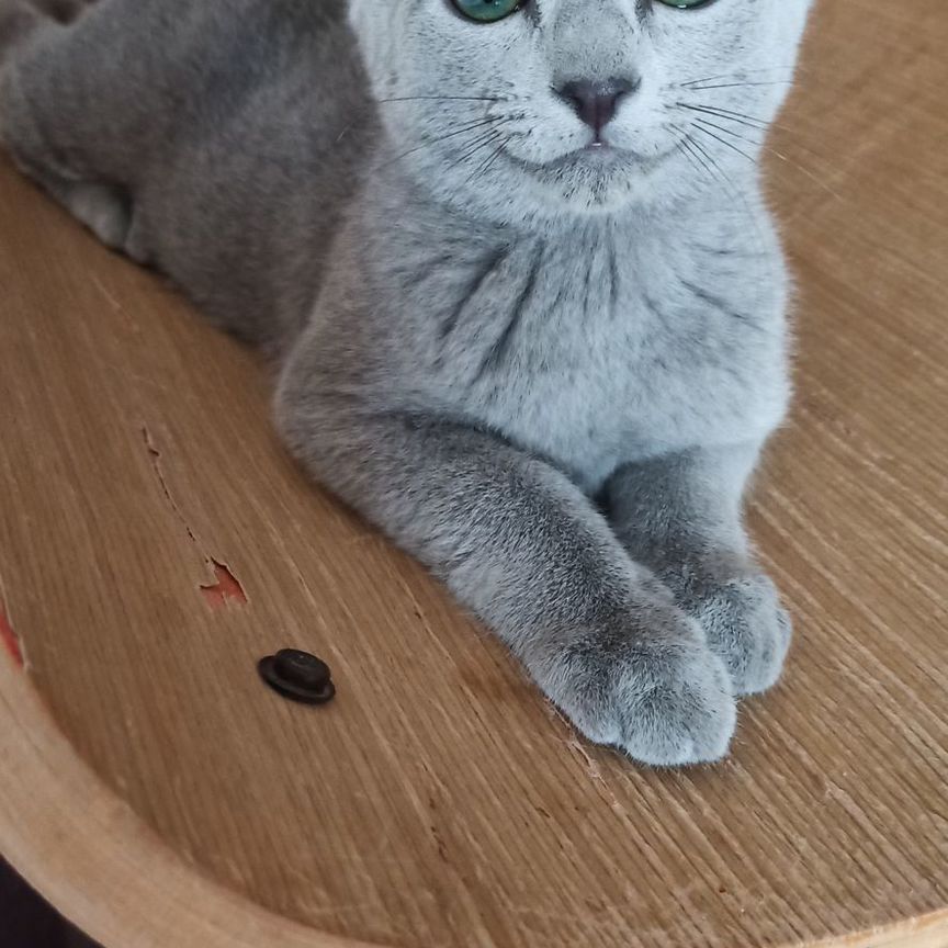 Котята русской голубой