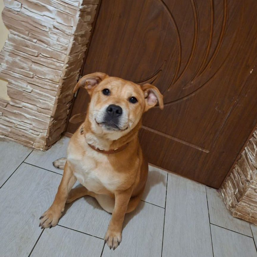 Американский стаффордширский терьер, щенок