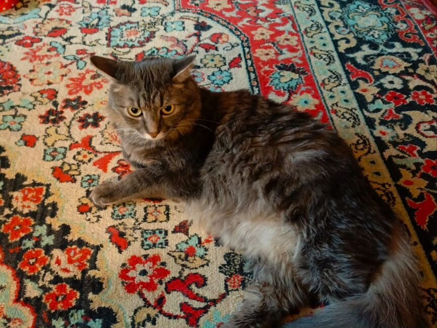 Котик в добрые руки