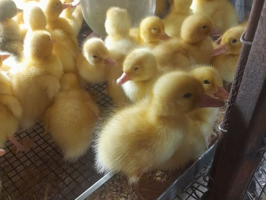 Утята агидель