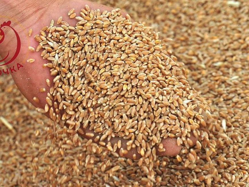 Пшеница, овес, ячмень