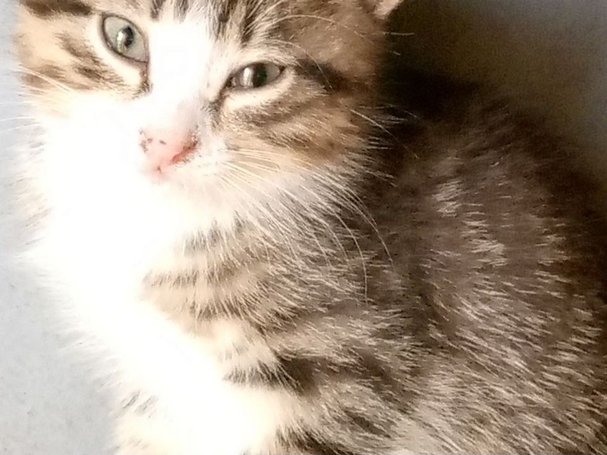 Кошка в дар