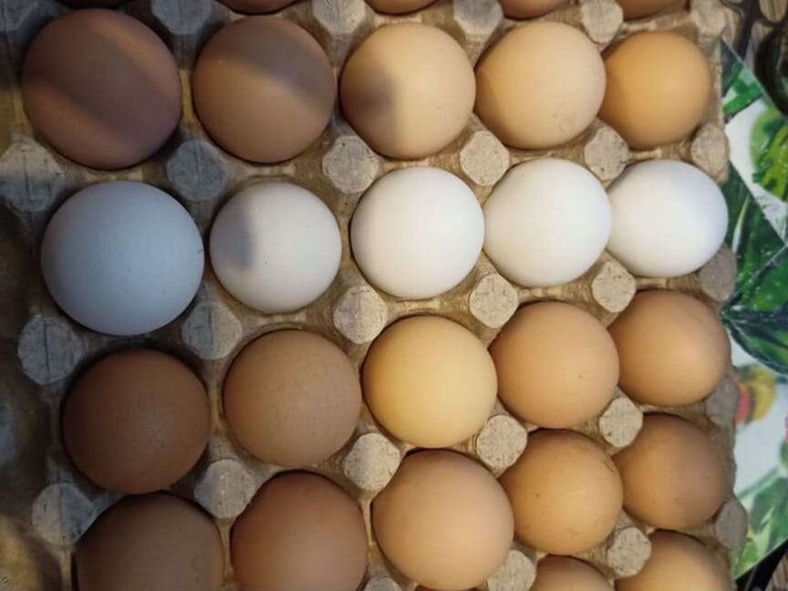 Яйцо для инкубации, цыплята суточные