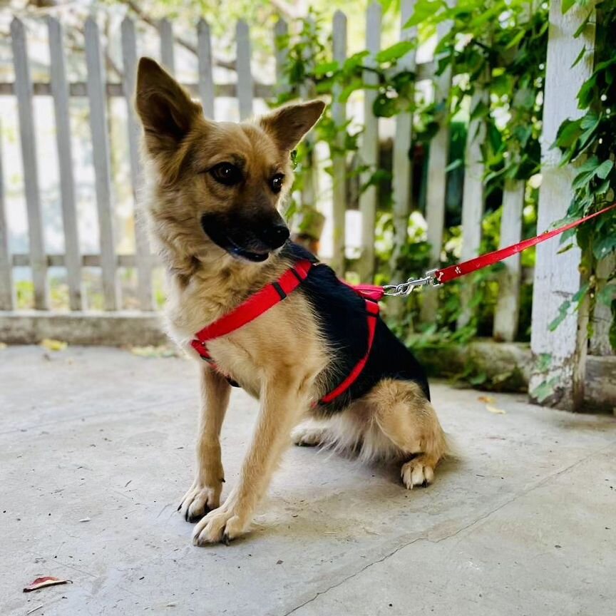 Собака в добрые руки маленькая порода