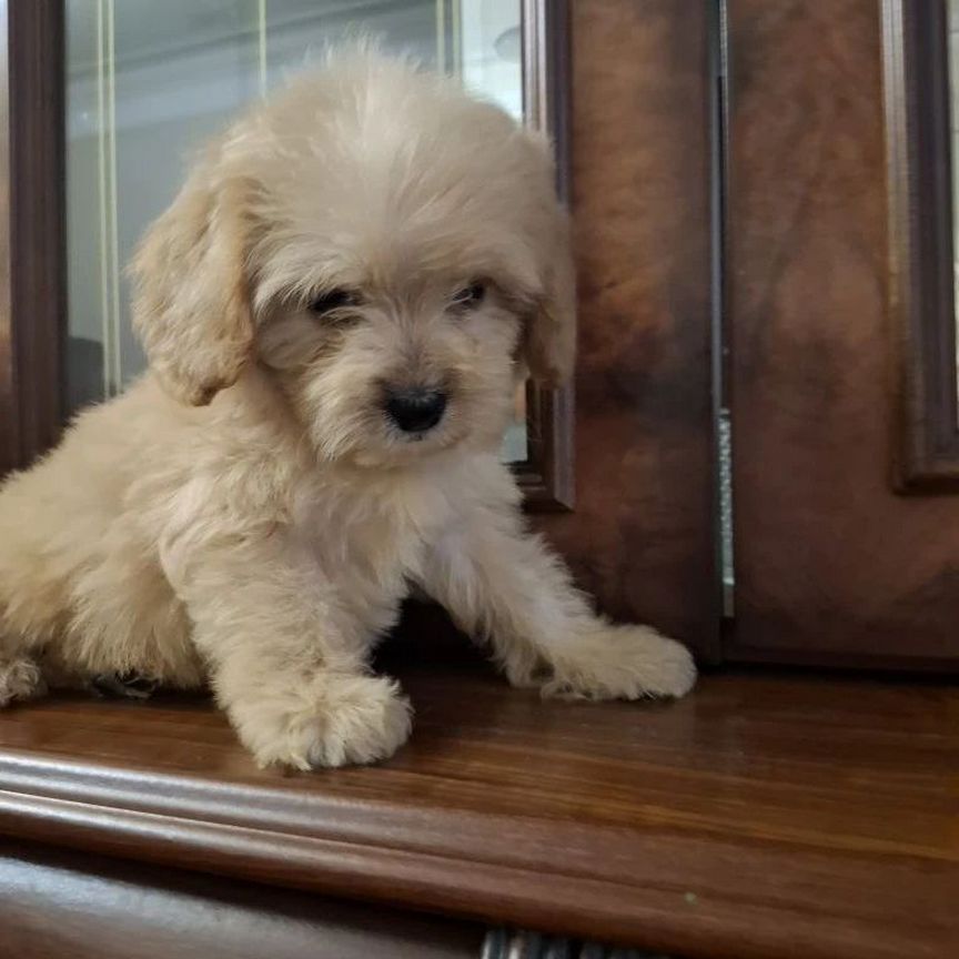 Мальтипу, щенок