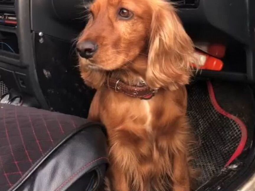 Русский спаниель вязка