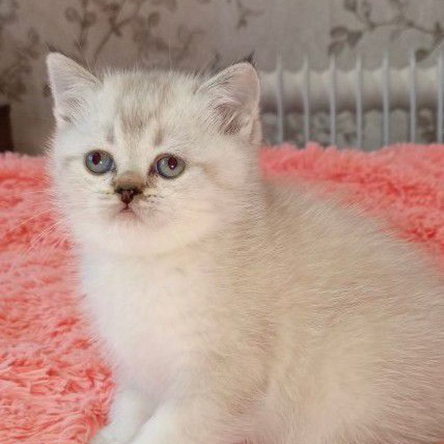 Шотландские котодетки колор -пойнт