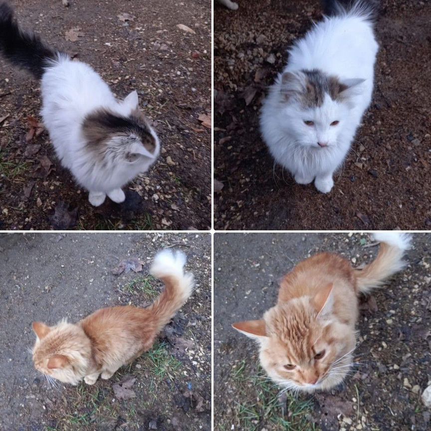 Котята замерзают около монастыря