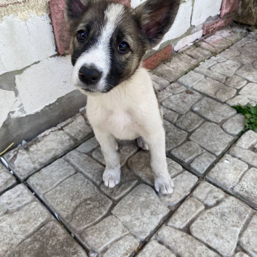 Щенок девочка в добрые руки