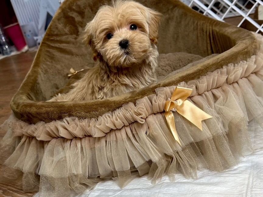 Мальтипу мини мальчик, точно малышом вырастет