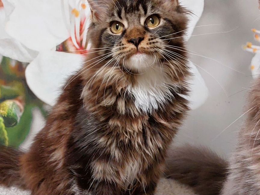 Классная нежная игривая