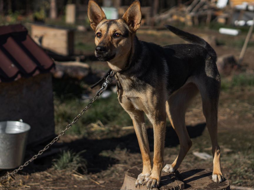 Собака в добрые руки отдам бесплатно