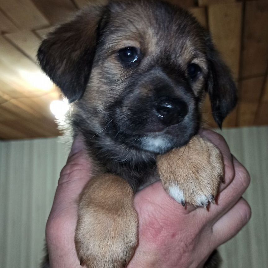 Отдам в добрые руки щенят