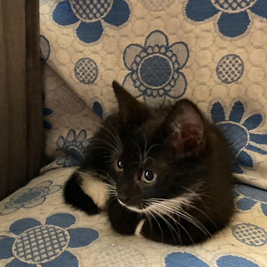 Котенок мальчик бесплатно