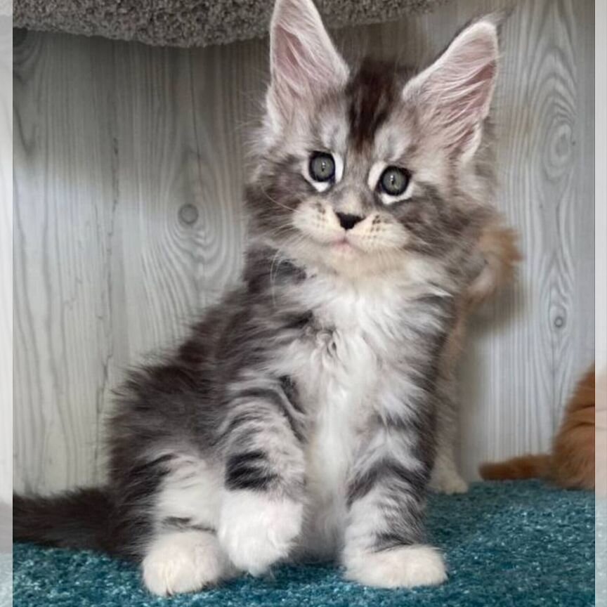 Мейн-кун котёнок