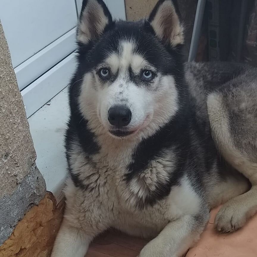 Сибирский хаски найден