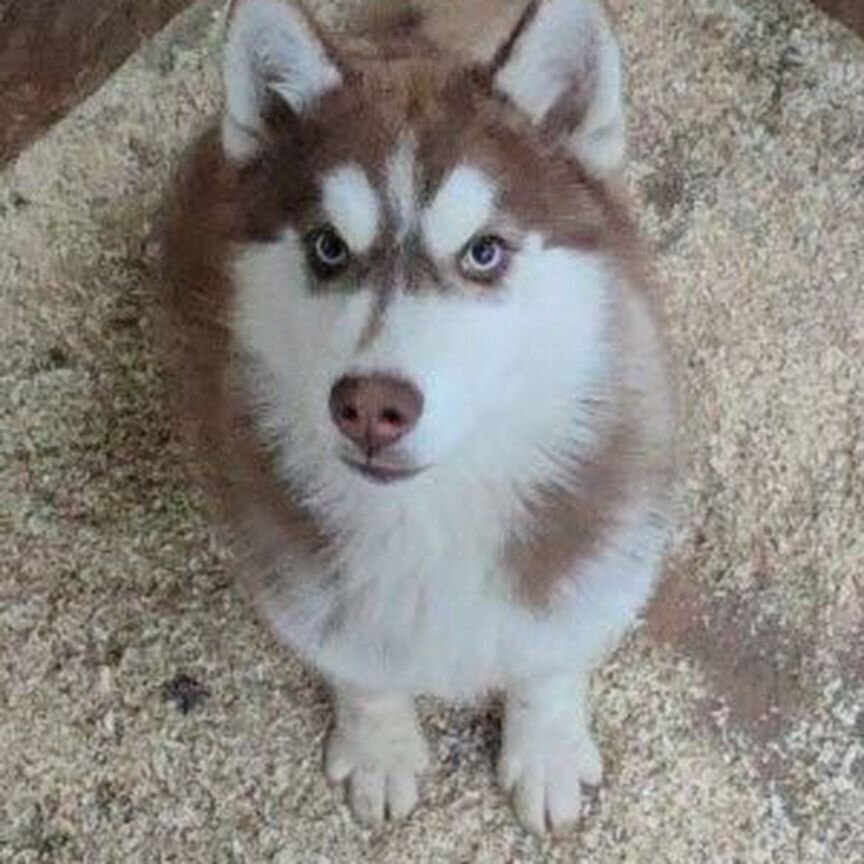 Щенок от частного владельца