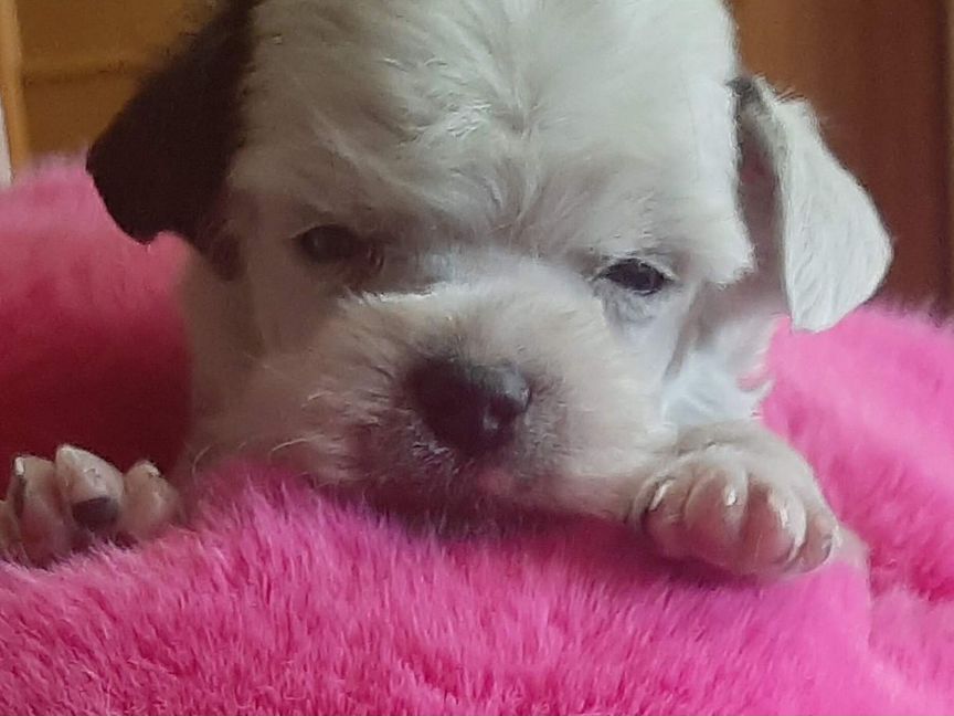 Мальтийская болонка Мальтипу