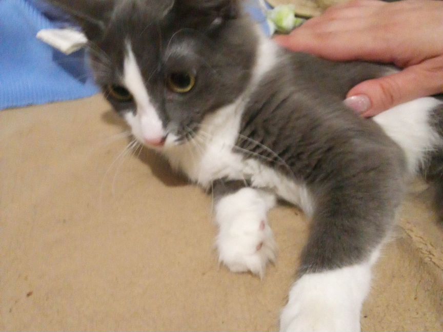 Кошка отдаём бесплатно зовут мия