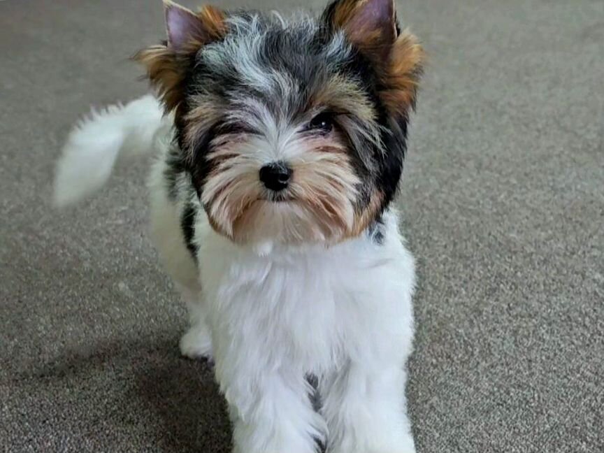 Мальчик бивер терьера