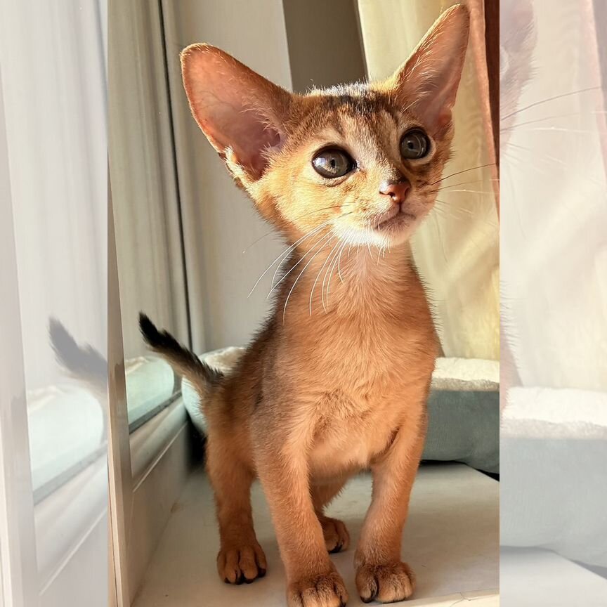 Абиссинский котёнок