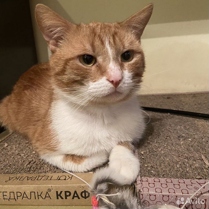Кот Баюн