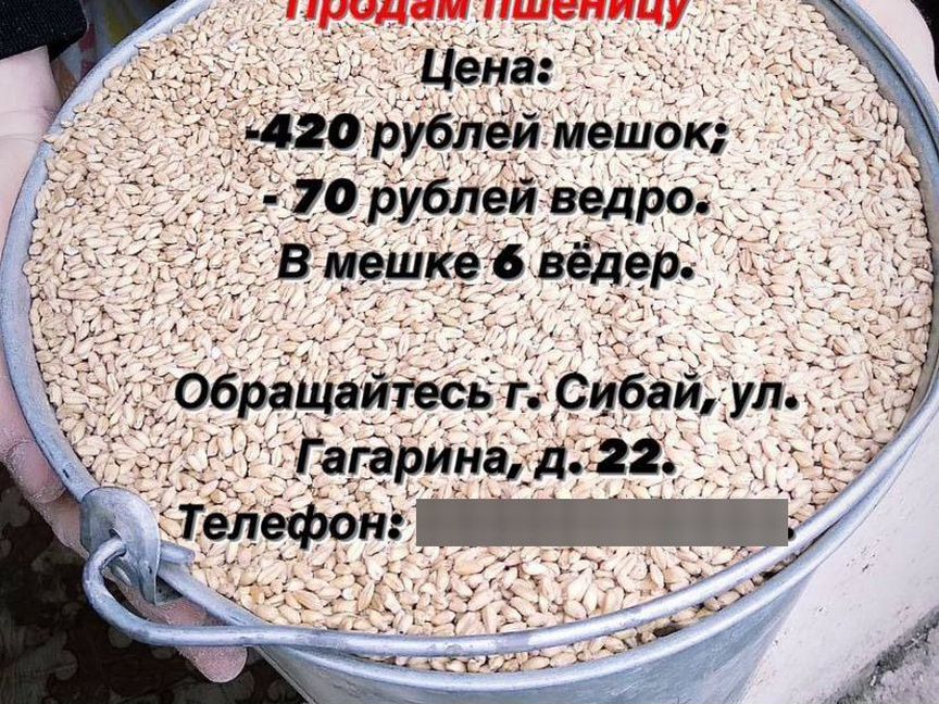 Пшеница
