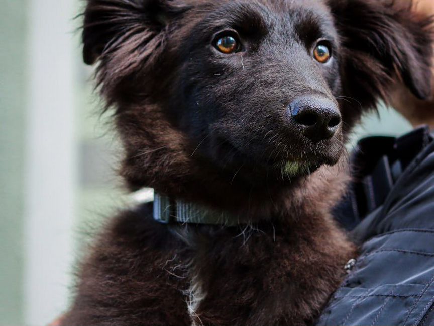 Щенок в добрые руки