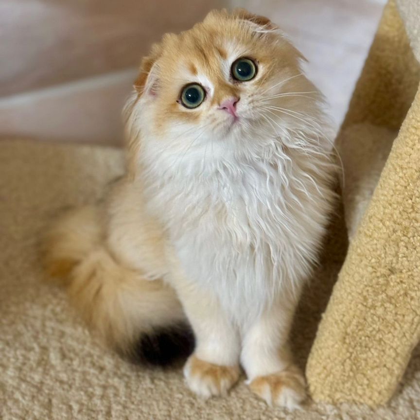 Шотландский котик