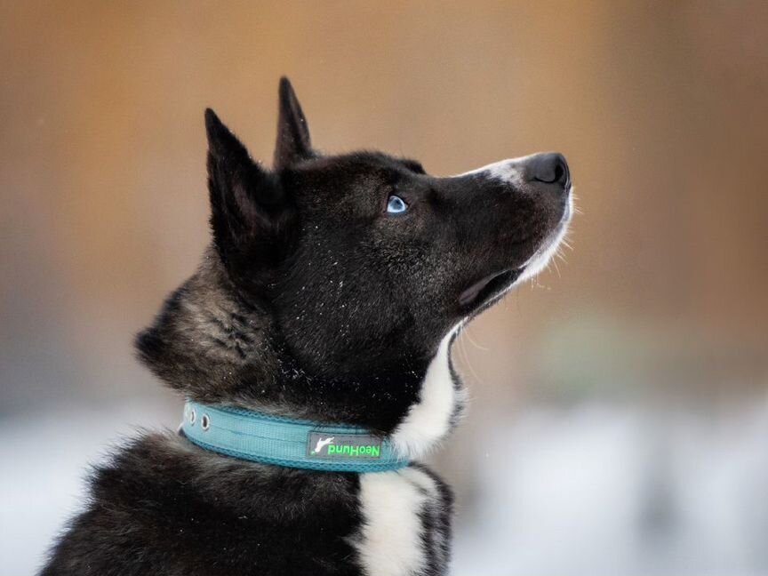 Метис хаски Космос