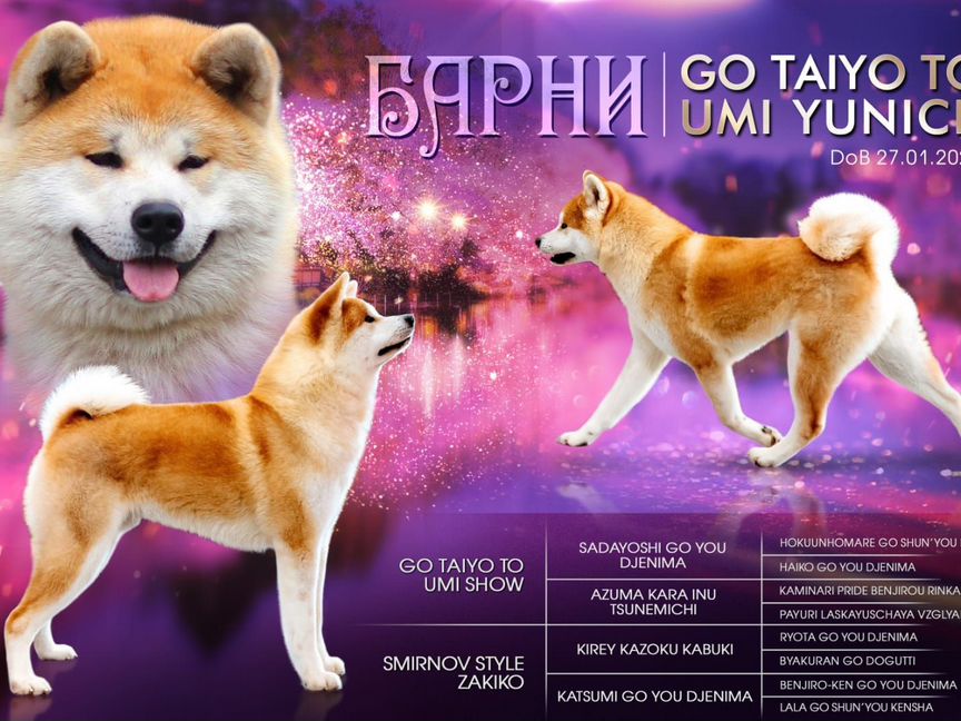 Акита ину с питомника