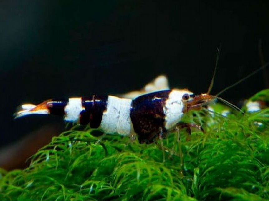 Креветка Черный Кристалл (Crystal Black Shrimp) А