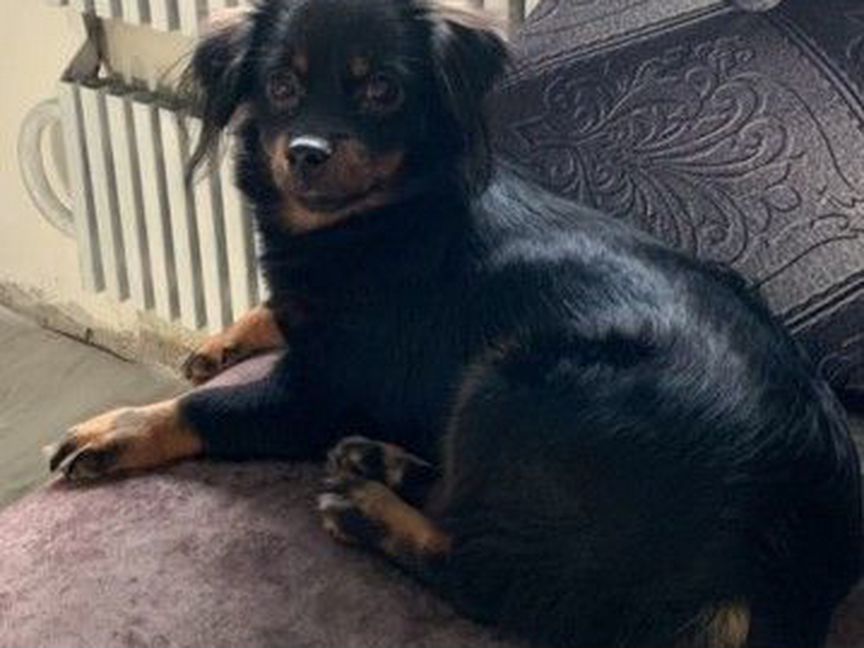 Карликовый пинчер