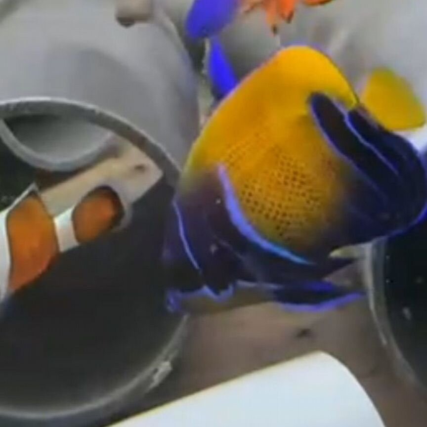 Рыба ангел навара