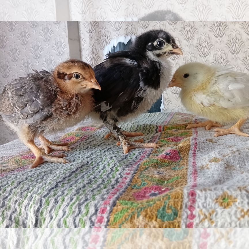 Цыплята курочки