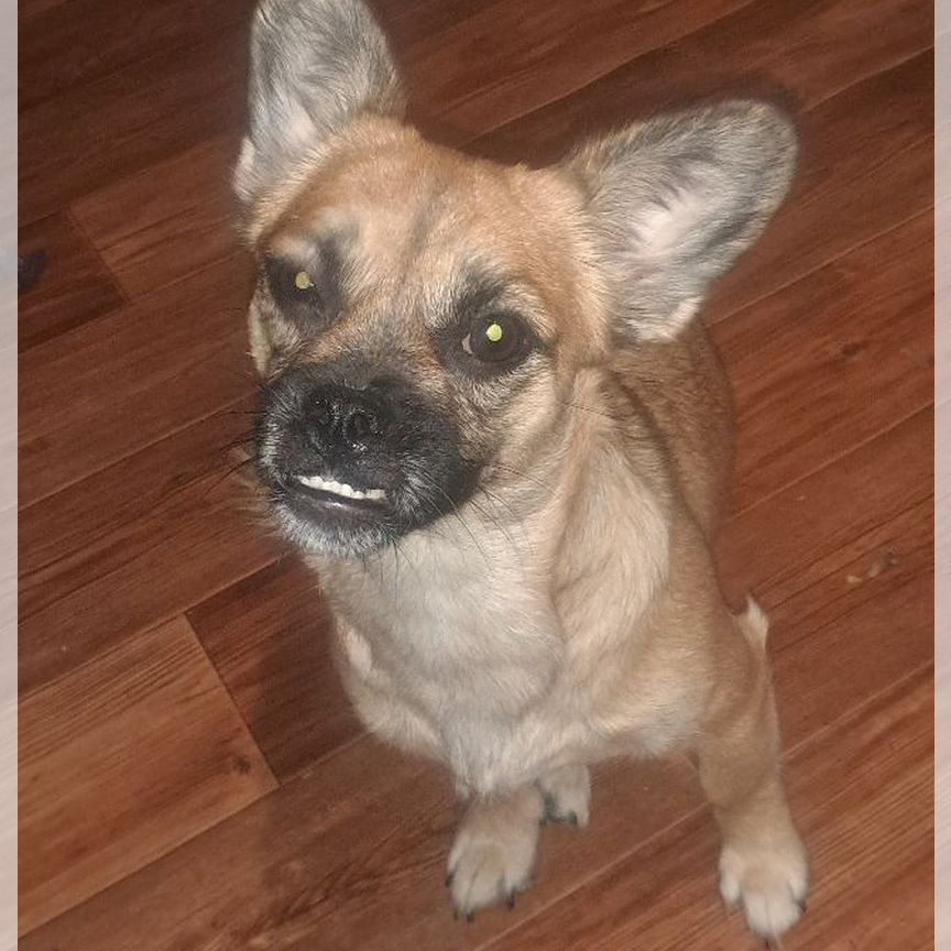 Маленькая собака 1 год