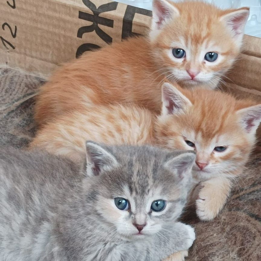 Котята в добрые руки
