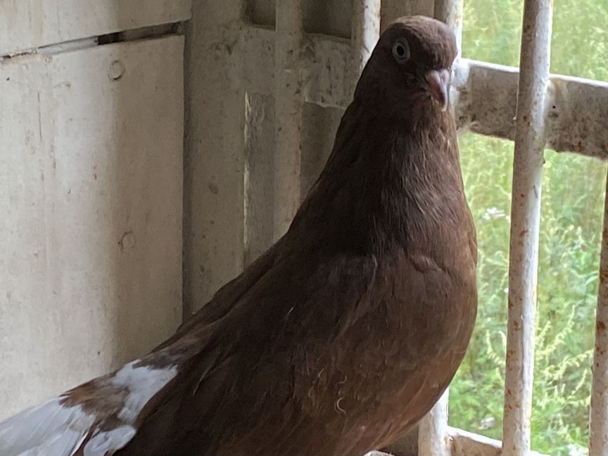 Николаевские голуби