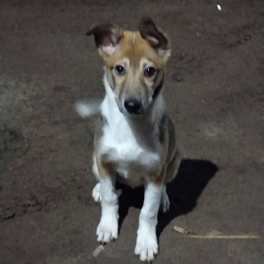 Щенок в добрые руки бесплатно