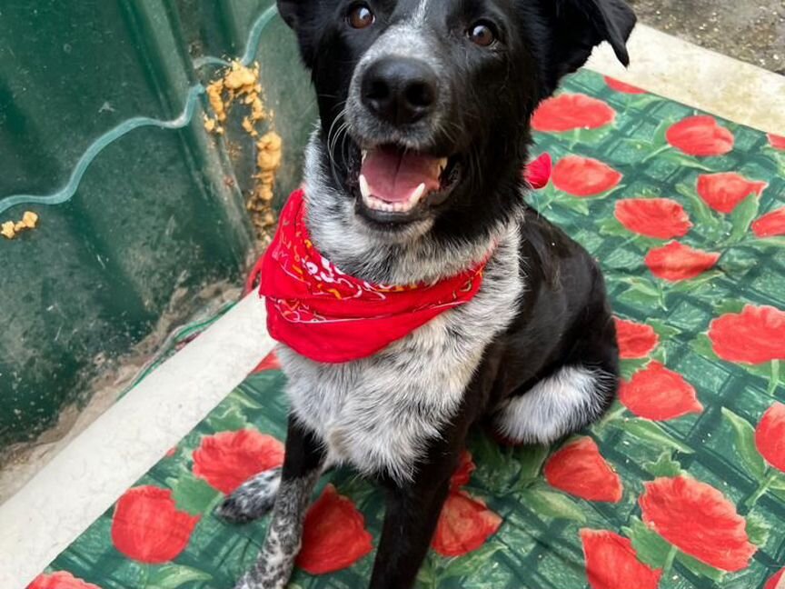 Кольт умный добрый парень будет верным Другом