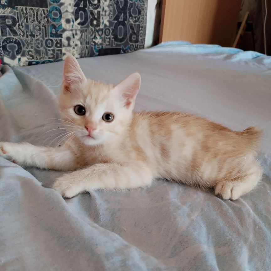 Курильский бобтейл короткошёрстный котёнок