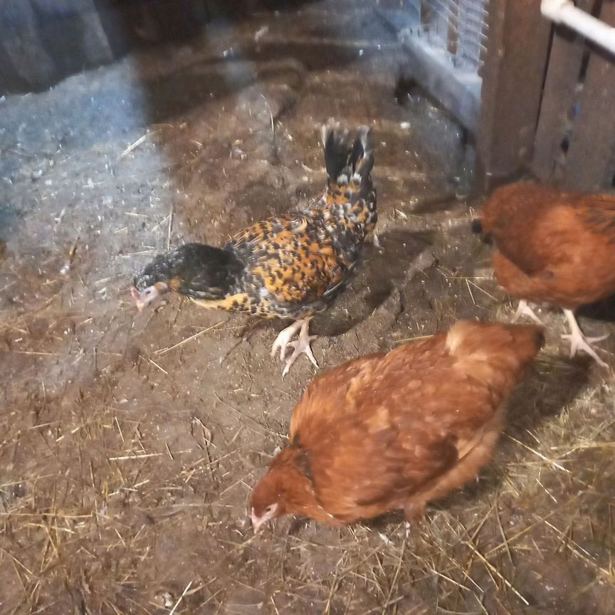 Семья кур несушек молодых 1 5
